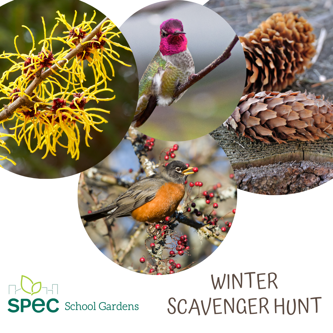 Nature School – SPEC