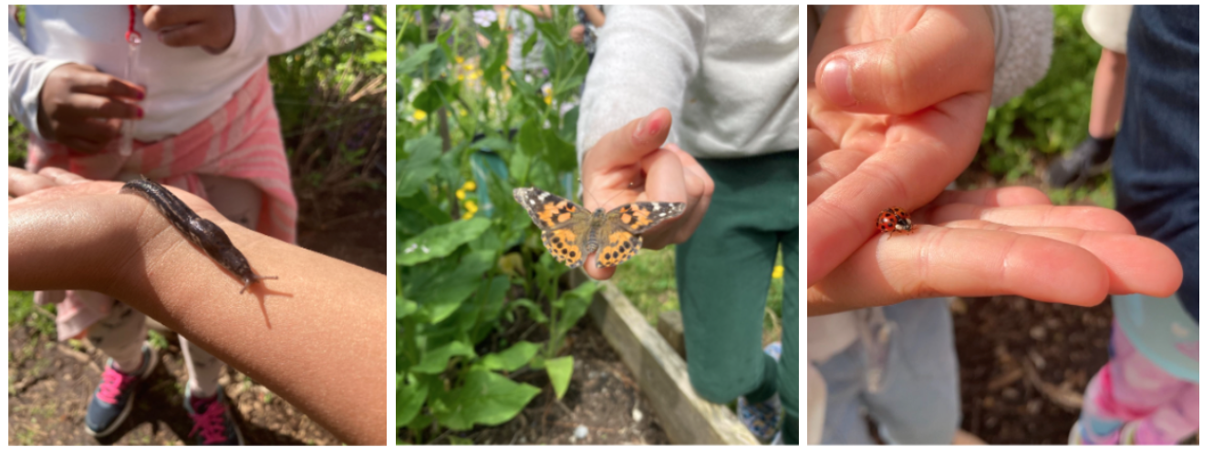 Growing Carrots and Confidence: Reflections on Learning and Teaching in ...